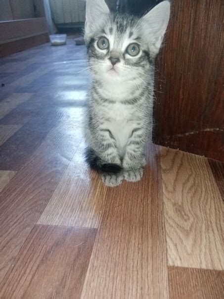 Отдам в добрые руки девочка дымчатая мальчик полосатый шатланцы Лоток знают кушают домашнюю