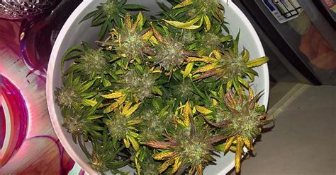 First Grow About 85 Weeks Into Flowering Im Thinking About 1 2 More