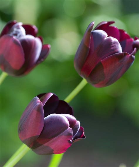 Best Burgundy Flowers And Plants 5 Statement Choices…