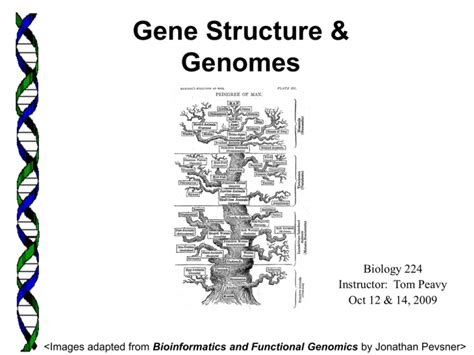 Protein Coding Genes In Eukaryotic Dna