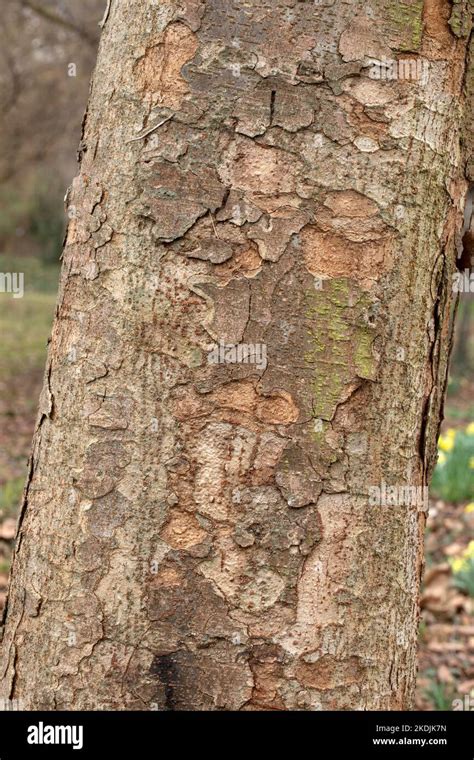 Zelkova Bark
