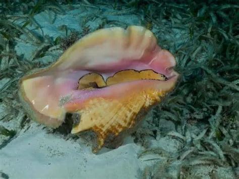 Whelk Vs Conch Whats The Difference 2025