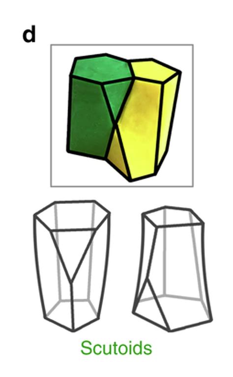 Scientists Discover New Shape — The Scutoid