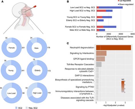 Transcriptomic Analysis Of Swabs From Sars Cov 2 Positive Compared With