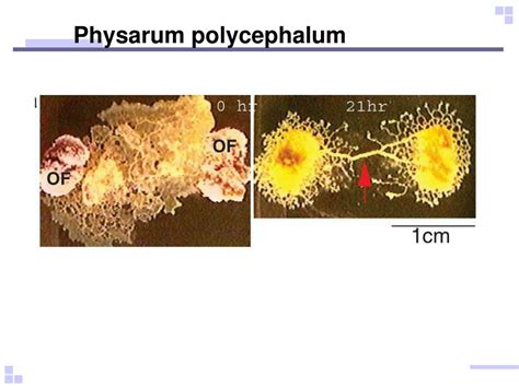 Ppt Physarum Polycephalum Powerpoint Presentation Free Download Id 5592378