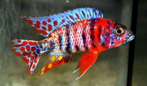 List Of Articles And Peacock Cichlids Available Artofit