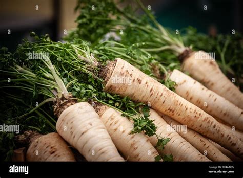 PIcture Of Roots Of Parsnip For Sale In Belgrade Serbia The Parsnip Pastinaca Sativa Is A