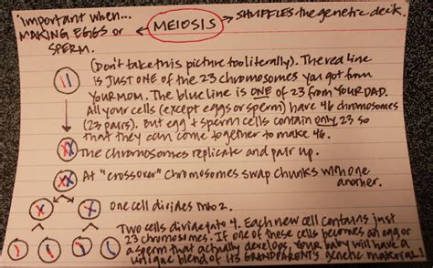 Cheat Sheet Meiosis And Mitosis