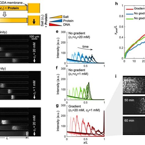 Enhanced Phase Separation And Transport Of Condensates Through Download Scientific Diagram
