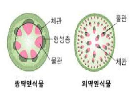 중 1 줄기 ㅣ 줄기의 구조와 기능 쌍떡잎 식물과 외떡잎 식물비교 네이버 블로그