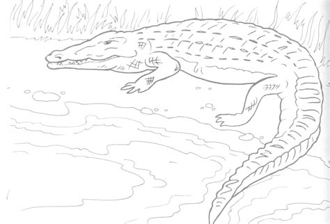 Collection Of Alligator Coloring Pages Free Printable