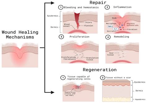 Exosomes A Promising Strategy For Repair Regeneration And Treatment