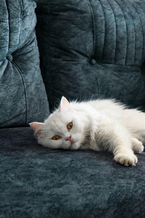 Cuteimxgirls Photos Download The Best Free Cuteimxgirls Stock