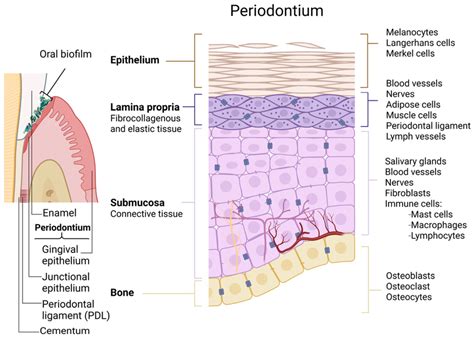 Schematic Illustration Of The Organisation Of Oral Tissues And Residing