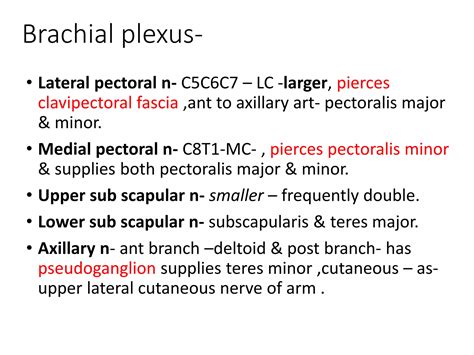Brachial Plexus 1 Pdf