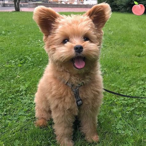 언니가 알려주는 꿀팁 토이푸들과 스피츠 믹스라는 푸피츠🤭 세상 댕청하게 생겨서는 귀욥다ㅠㅠ