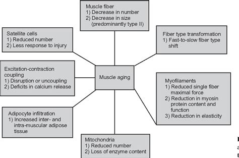 Figure 1 From Aging Of Skeletal Muscle Fibers Semantic Scholar