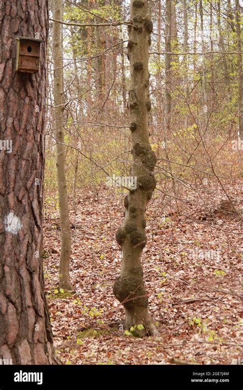 Different Tree Trunks Stock Photo Alamy