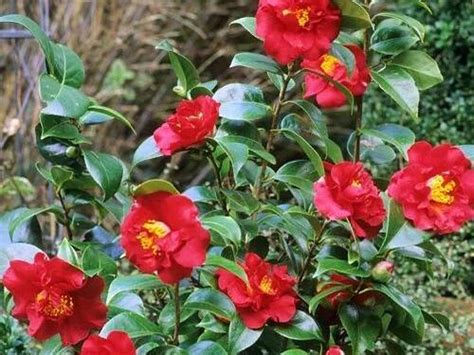 Camellia Flower Meaning And Symbolism