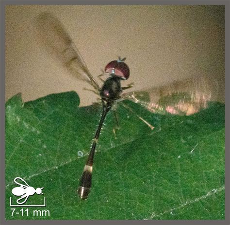 Baccha Allongée Baccha Elongata Identifier Un Insecte