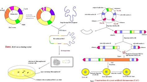 Difference Between Classical Alternative And Lectin Pathway Biology Notes Online