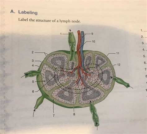 Solved A ﻿labelinglabel The Structure Of A Lymph Node