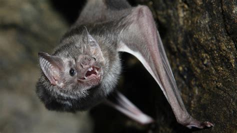 The Anti Coagulant Protein In Vampire Bat Saliva Is Called Draculin