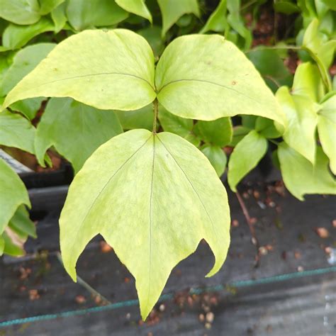 Cyrtomium Macrophyllum Secret Garden Growers