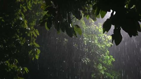 밤에 안개가 자욱한 공원 산책로에서 폭우와 함께 불안을 달래고 즉시 잠 Rain Asmr Youtube