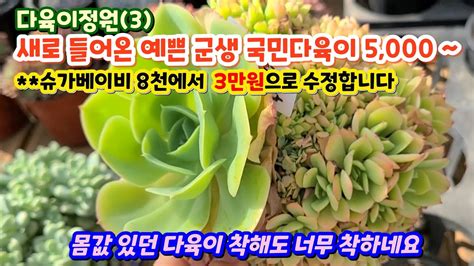 다육이정원3 국민다육이 5천원부터 군생들까지 예쁜 다육이들이 많이 들어 왔어요 러블리로즈2두 3000 Youtube
