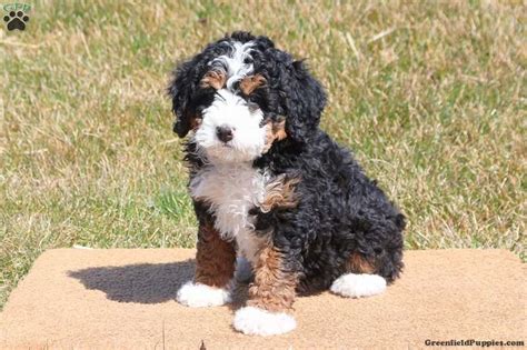 At What Age Is A Bernedoodle Full Grown