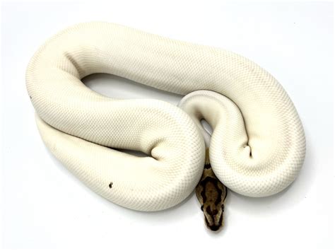 spider pied ball python