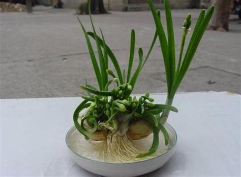 水培植物怎麼施肥掌握3點選肥的原則不黃葉不爛根長得快 每日頭條