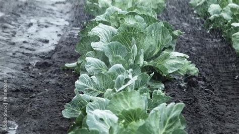 Field Irrigation Of Cabbage Stock Video Adobe Stock