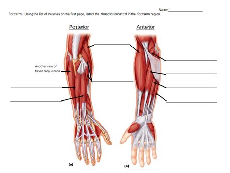 Answered Name Brearm Using The List Of Muscles Bartleby