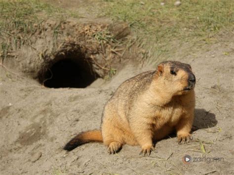 Дархан цаазат Богдхан ууланд тарвага агнасан байсныг илрүүлжээ