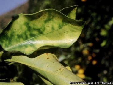 Xylella Fastidiosa En Cultivos Riojanos Prevención Y Control