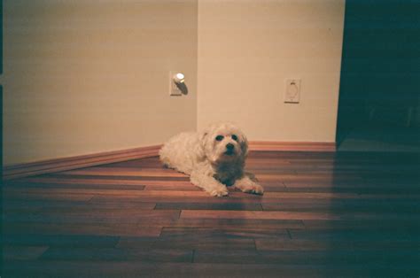 Film What Are These Vertical Lines Of My Negative Photography Stack Exchange