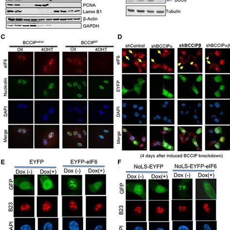 Nucleolus Localization Of Bccip And Its Dependence On Rna Other Than Download Scientific