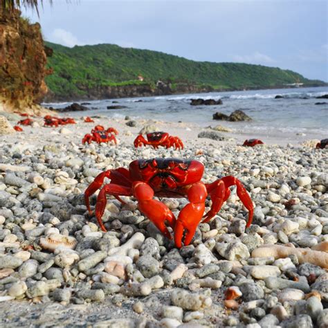 Permits Christmas Island National Park Parks Australia