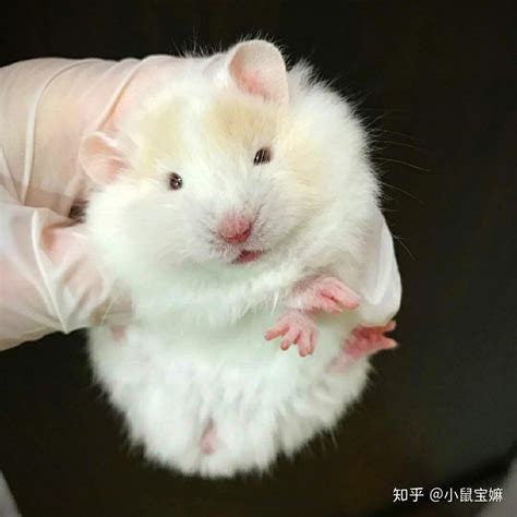 小鼠宝嫲：仓鼠hold不住？用乳胶手套！ 知乎