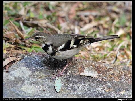 山鶺鴒 Forest Wagtail Pipits 鷚 Landbirds 陸鳥 HKBWS Forum 香港觀鳥會討論區