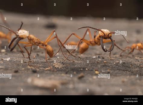 army ants eciton hamatum in a raiding swarm the soldier caste has enlarged mandibles and is