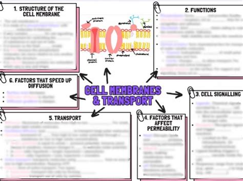 A Level Biology Topic 4 Cell Membrane Mind Map Knowledge Organiser Teaching Resources