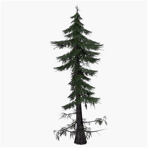 Carpathian Spruce Smereka 3d Model 29 Max Free3d