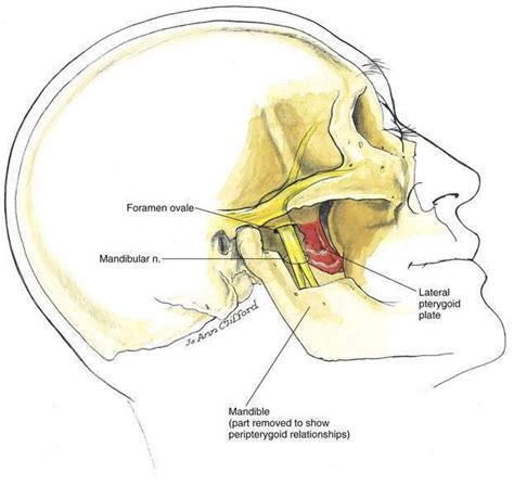 Mandibular Block Clinical Gate