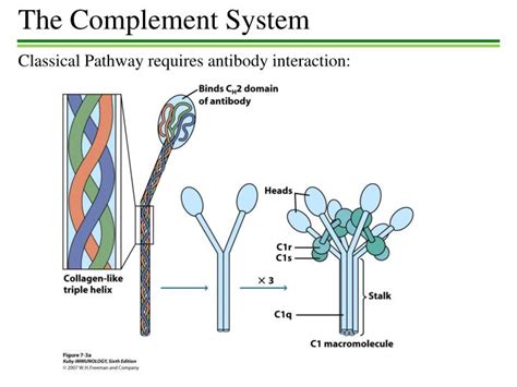 PPT The Complement System PowerPoint Presentation ID