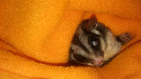 Glidergossip Lazy Eye Idk Help Glidergossip Lazy Eye Idk Help