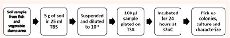 Isolation Of Primary Cell Samples A Flow Chart Showing The Isolation