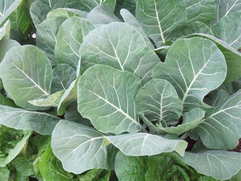 Collard Green Cabbage